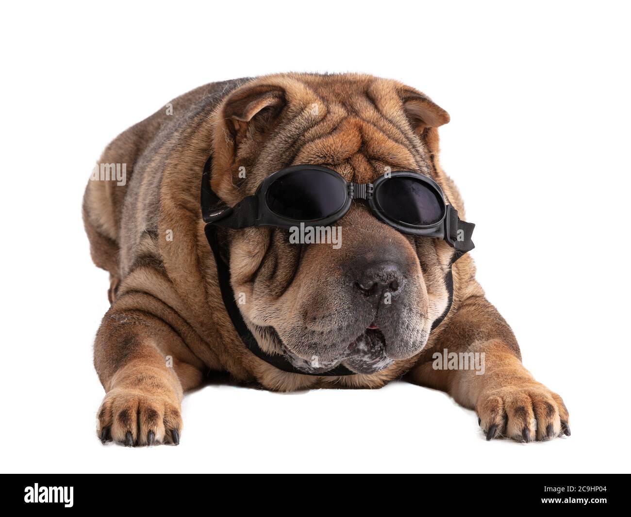 Old Shar-Pei (12 years old) with glasses siolated on white background ...