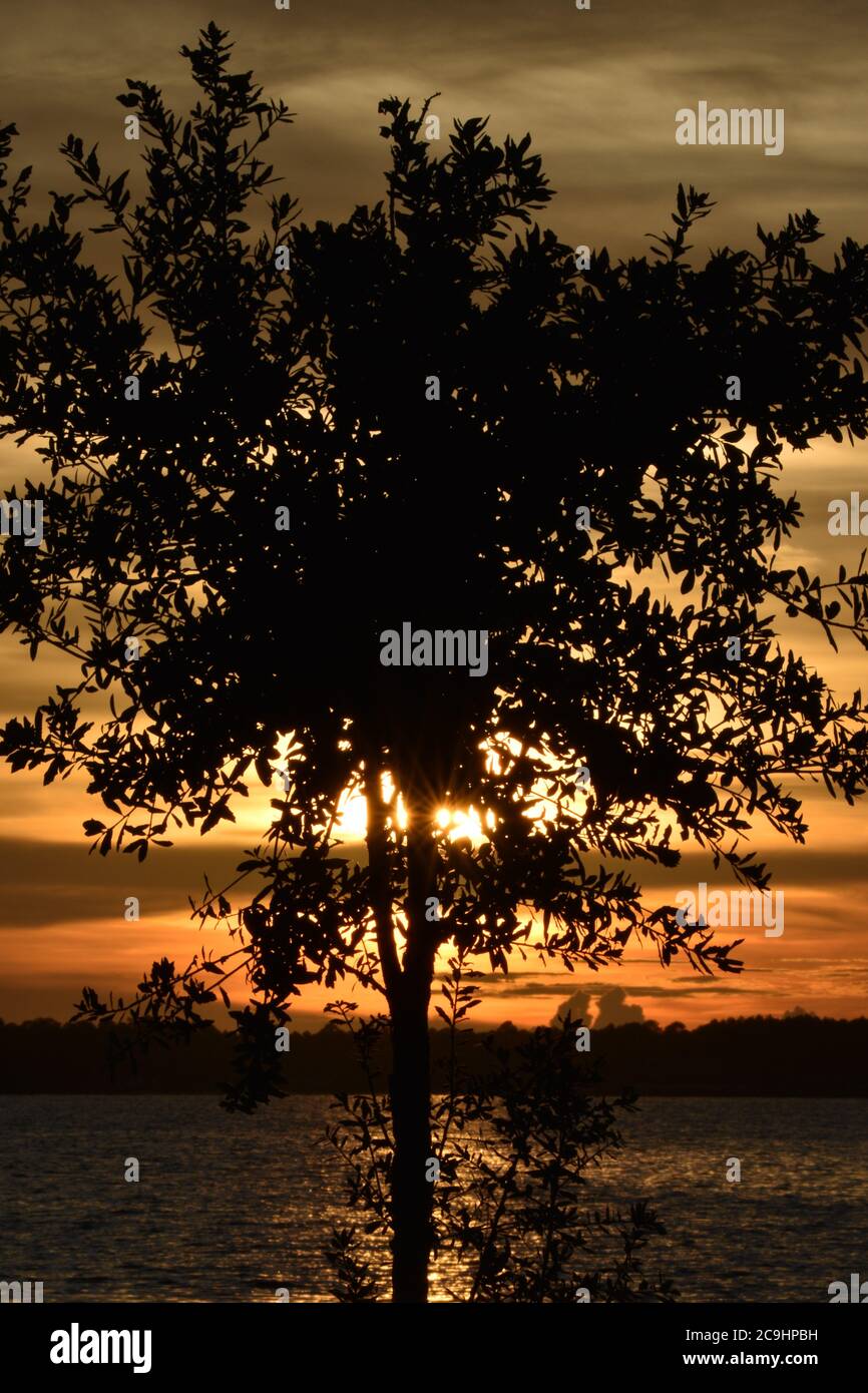 Evening Tree in Front of Sunset Stock Photo - Alamy