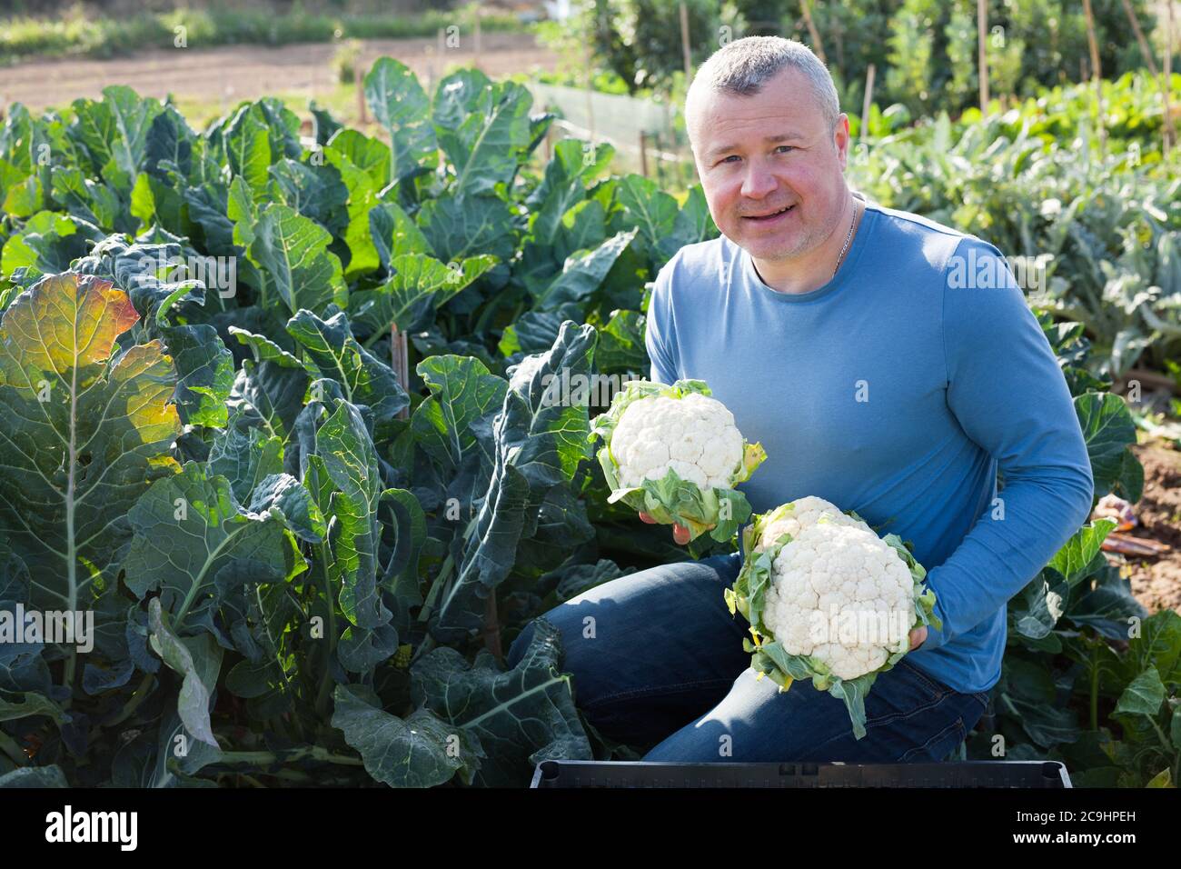 Mature cauliflower hi-res stock photography and images - Alamy