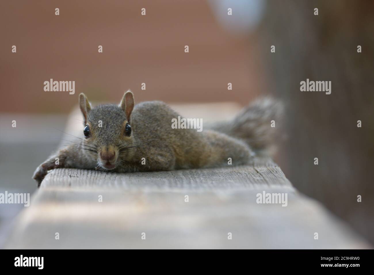Squirrel on hand rail hi-res stock photography and images - Alamy