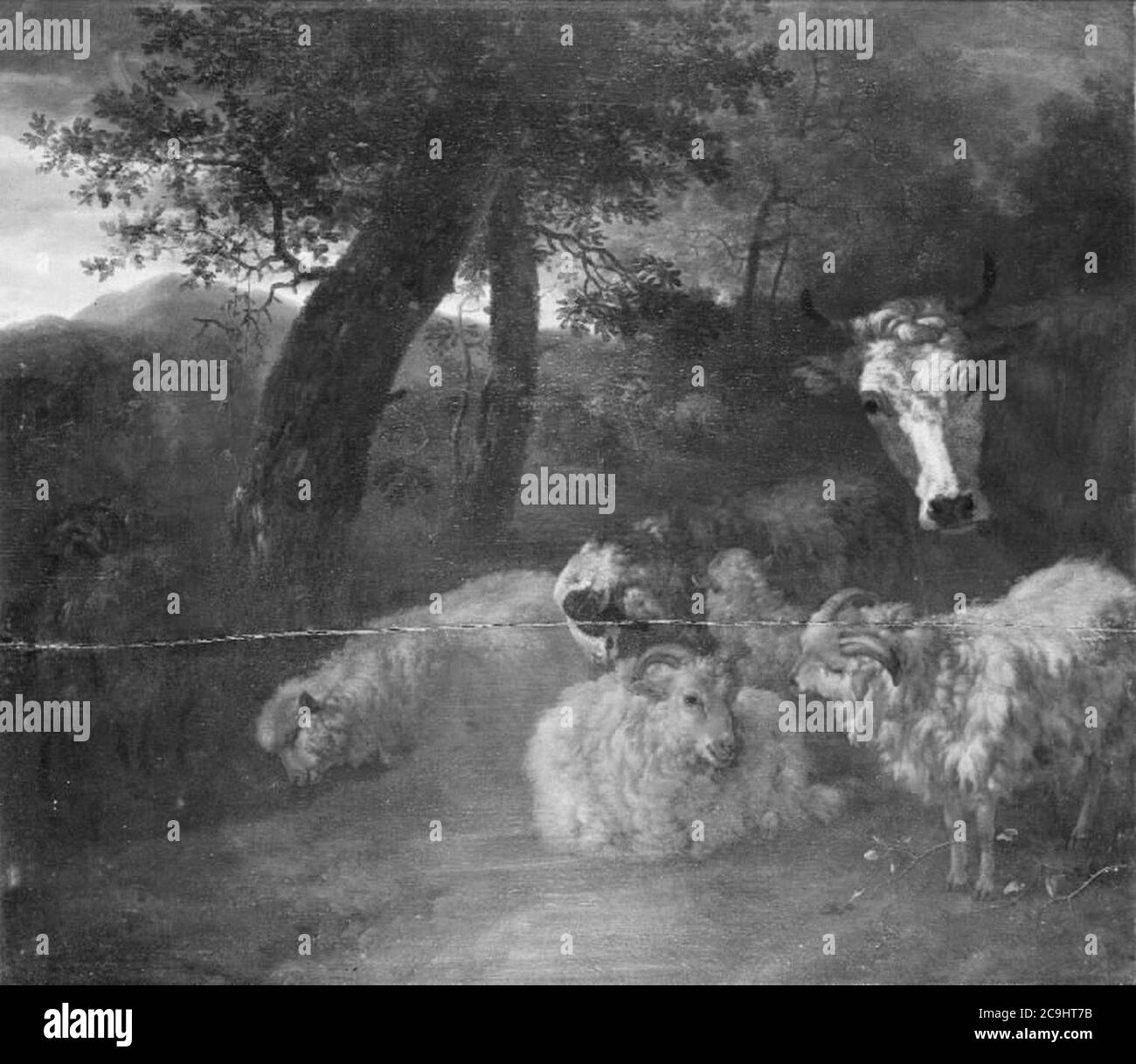 Jacob sheep flock hi-res stock photography and images - Alamy