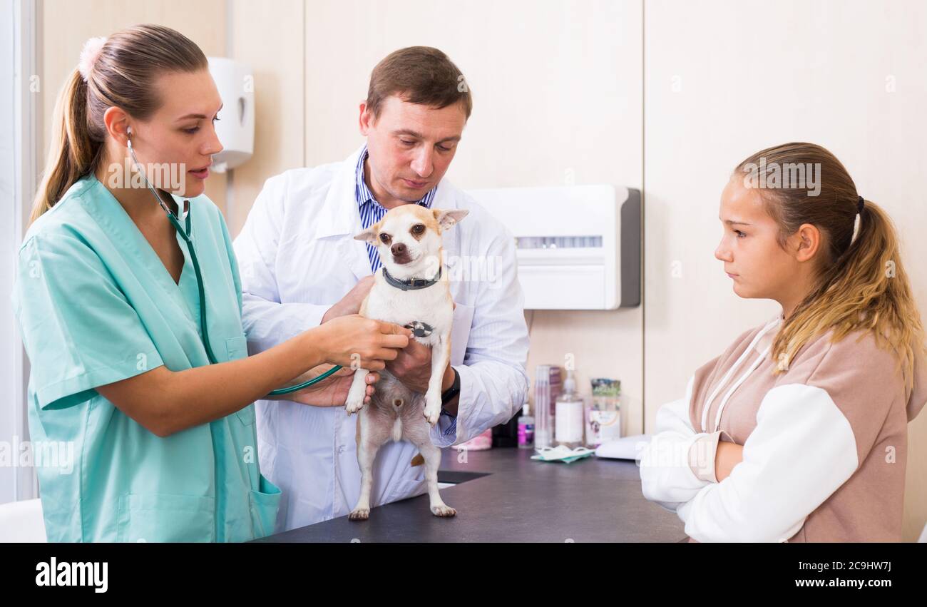 Two veterinarians examine dog hi-res stock photography and images - Alamy
