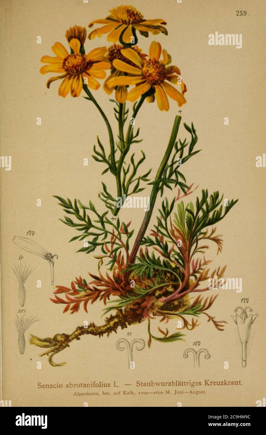 Jacobaea abrotanifolia hi-res stock photography and images - Alamy