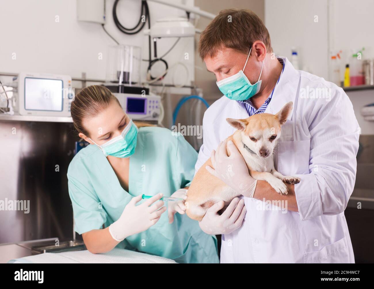 Dog on the operating table in a veterinary clinic Stock Photo - Alamy
