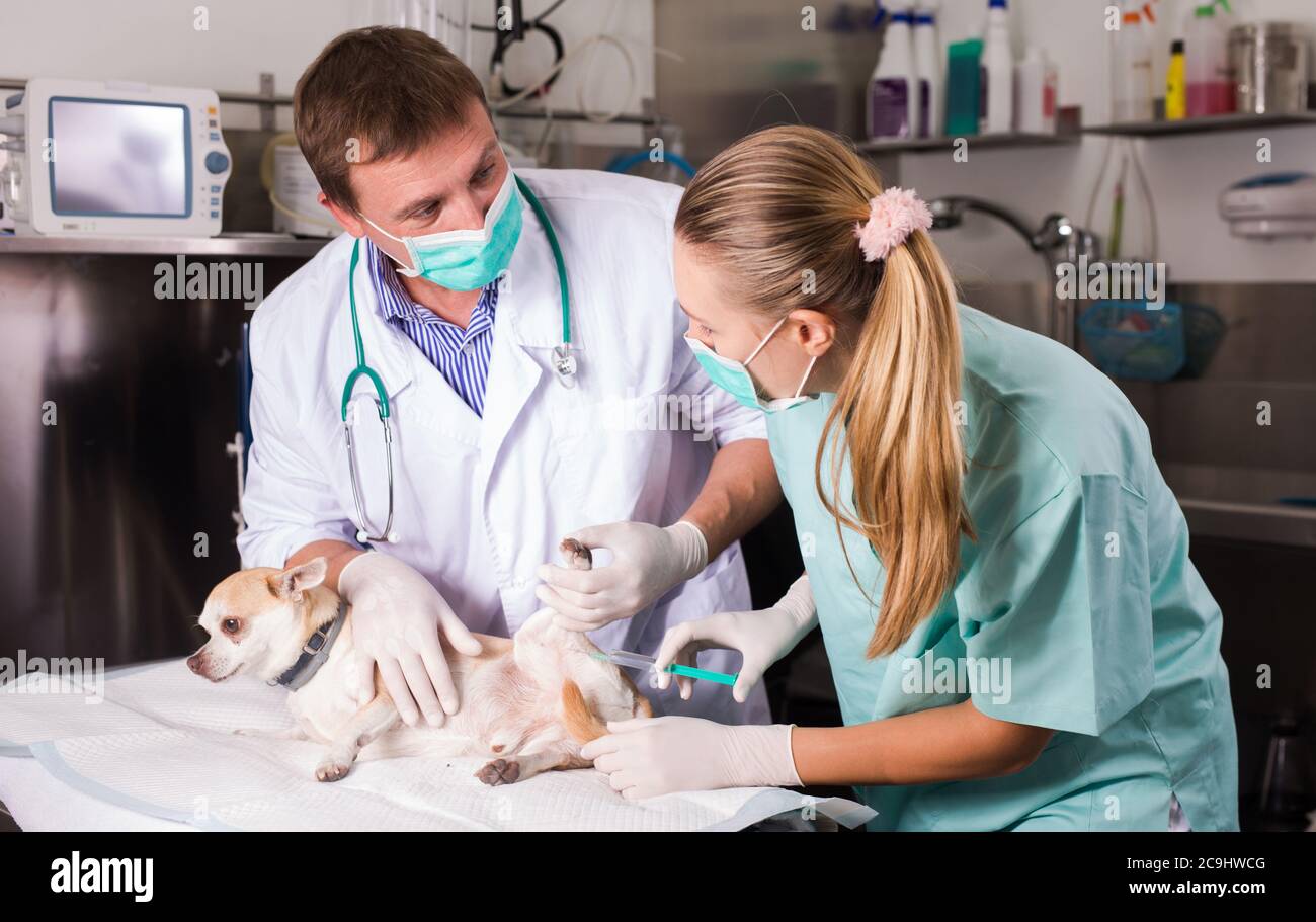 Dog undergoing surgery at vets Stock Photo - Alamy
