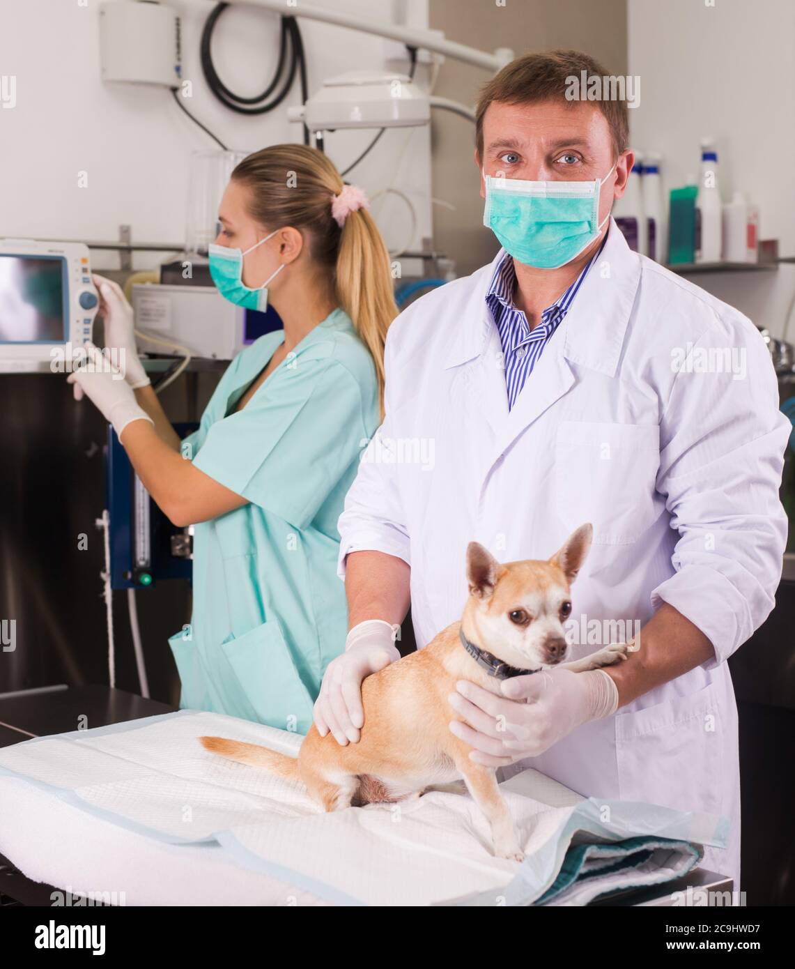 Dog undergoing surgery at vets Stock Photo - Alamy