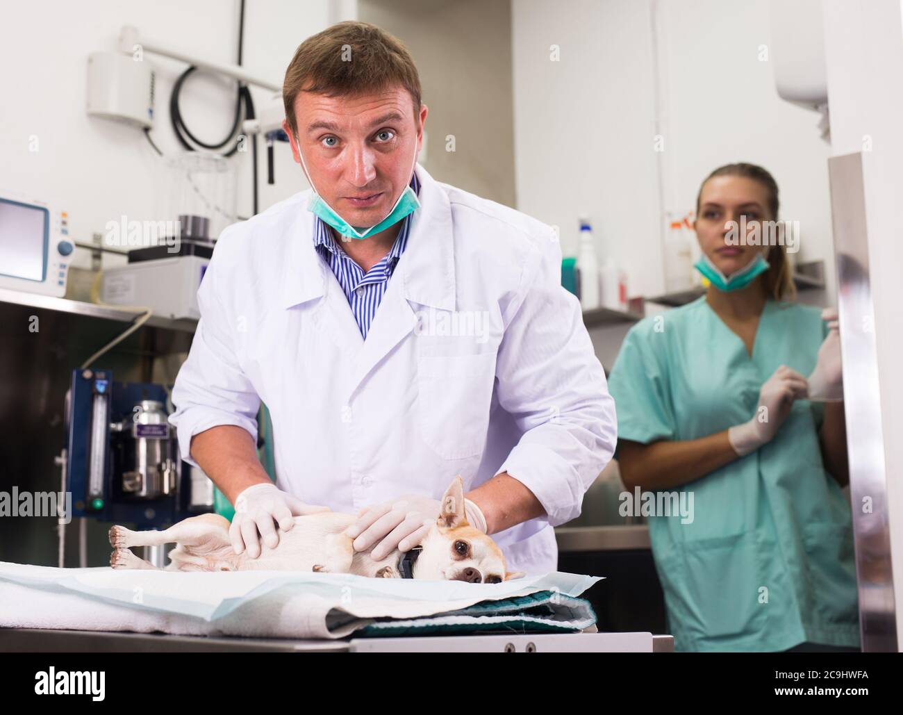 Dog on the operating table in a veterinary clinic Stock Photo - Alamy