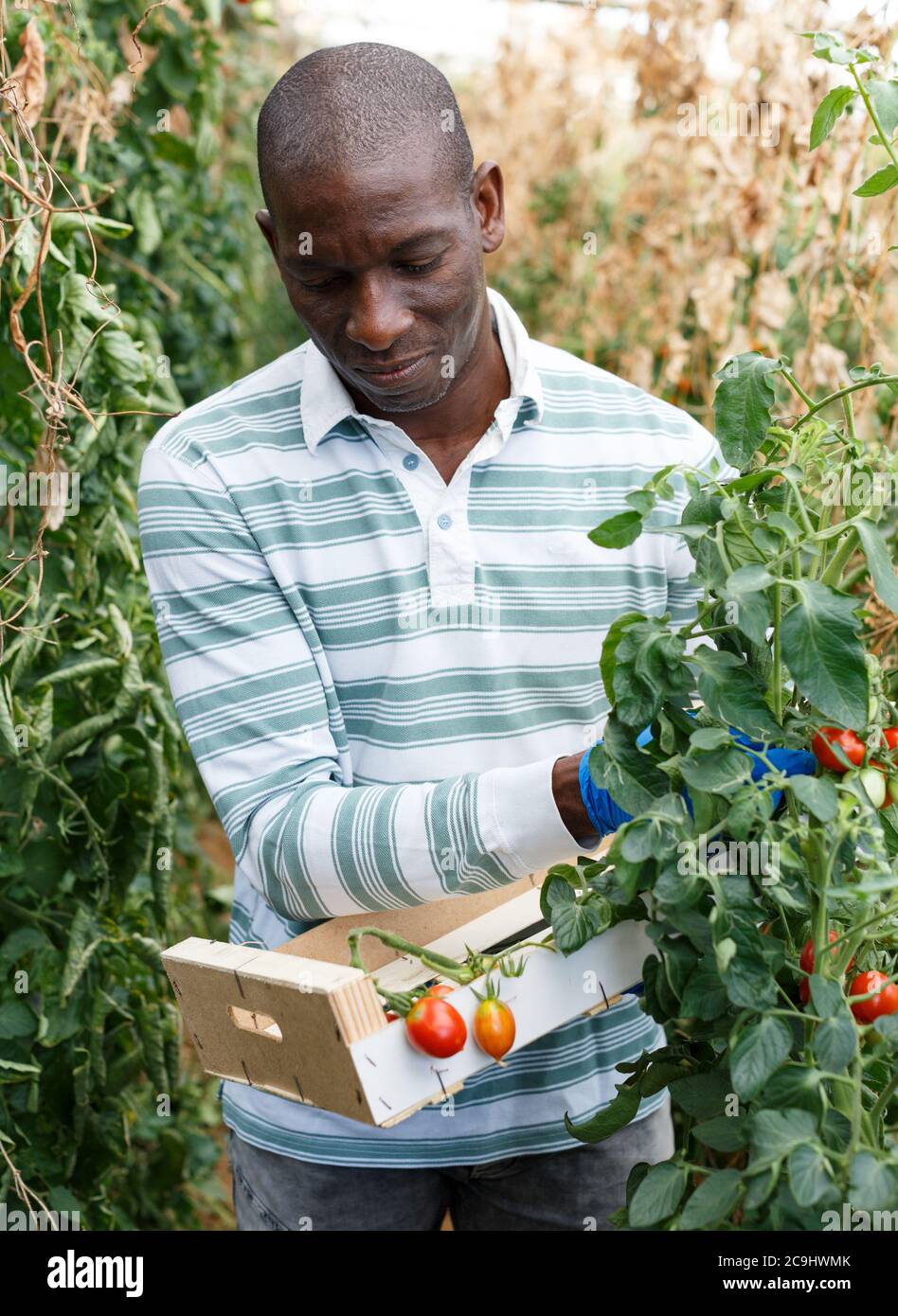 Experienced male farmer gathering in crops of ripe tomatoes in sunny ...