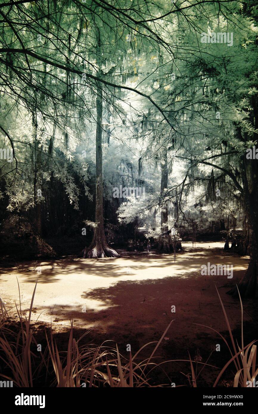 Wooded wetland hi-res stock photography and images - Alamy