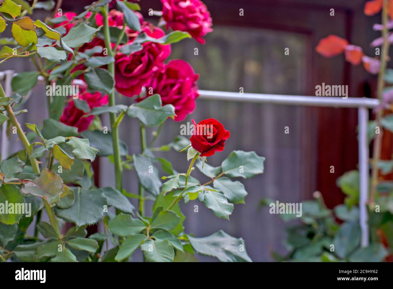 Beautiful red roses in the home garden that make their appearance ...