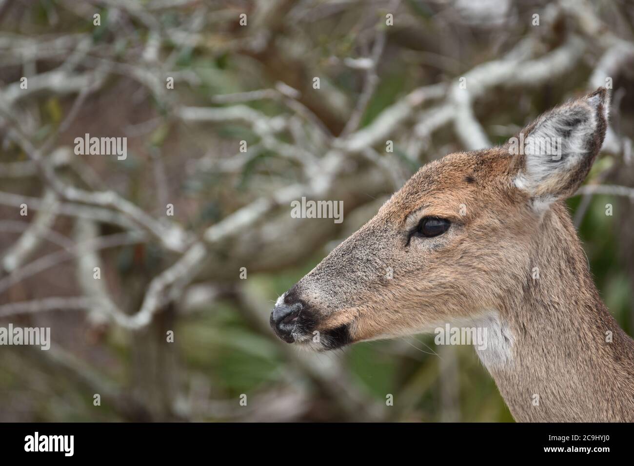 St andrews state park hi-res stock photography and images - Alamy