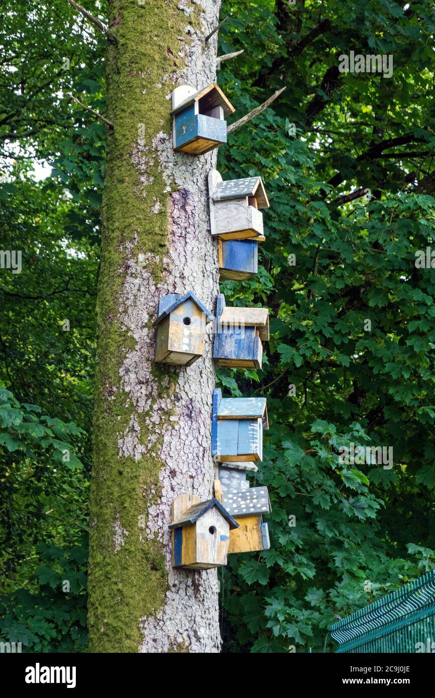 A lot of birds houses on the tree Stock Photo - Alamy