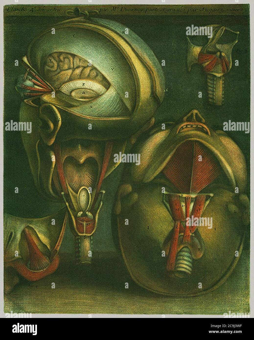 Jacques Gautier d'Agoty - Anatomical plate Stock Photo - Alamy