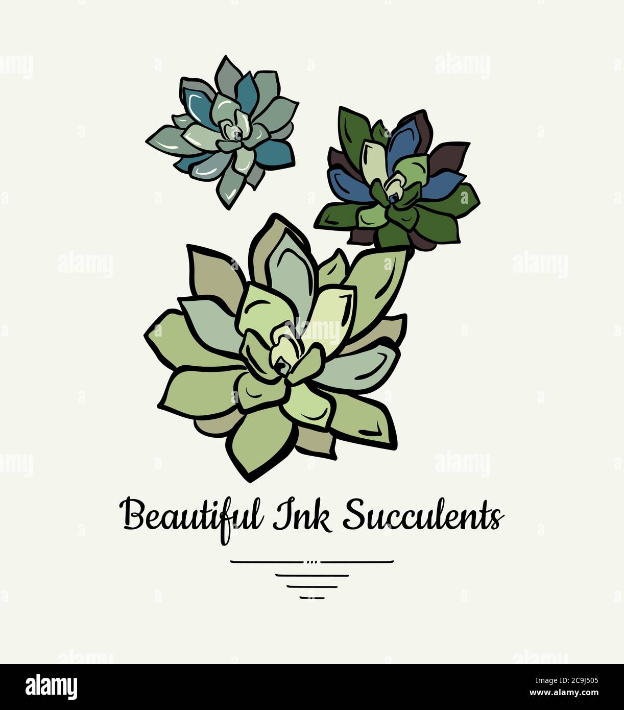 Echeveria hand drawn succulent vector isolated illustration. Modern ink ...