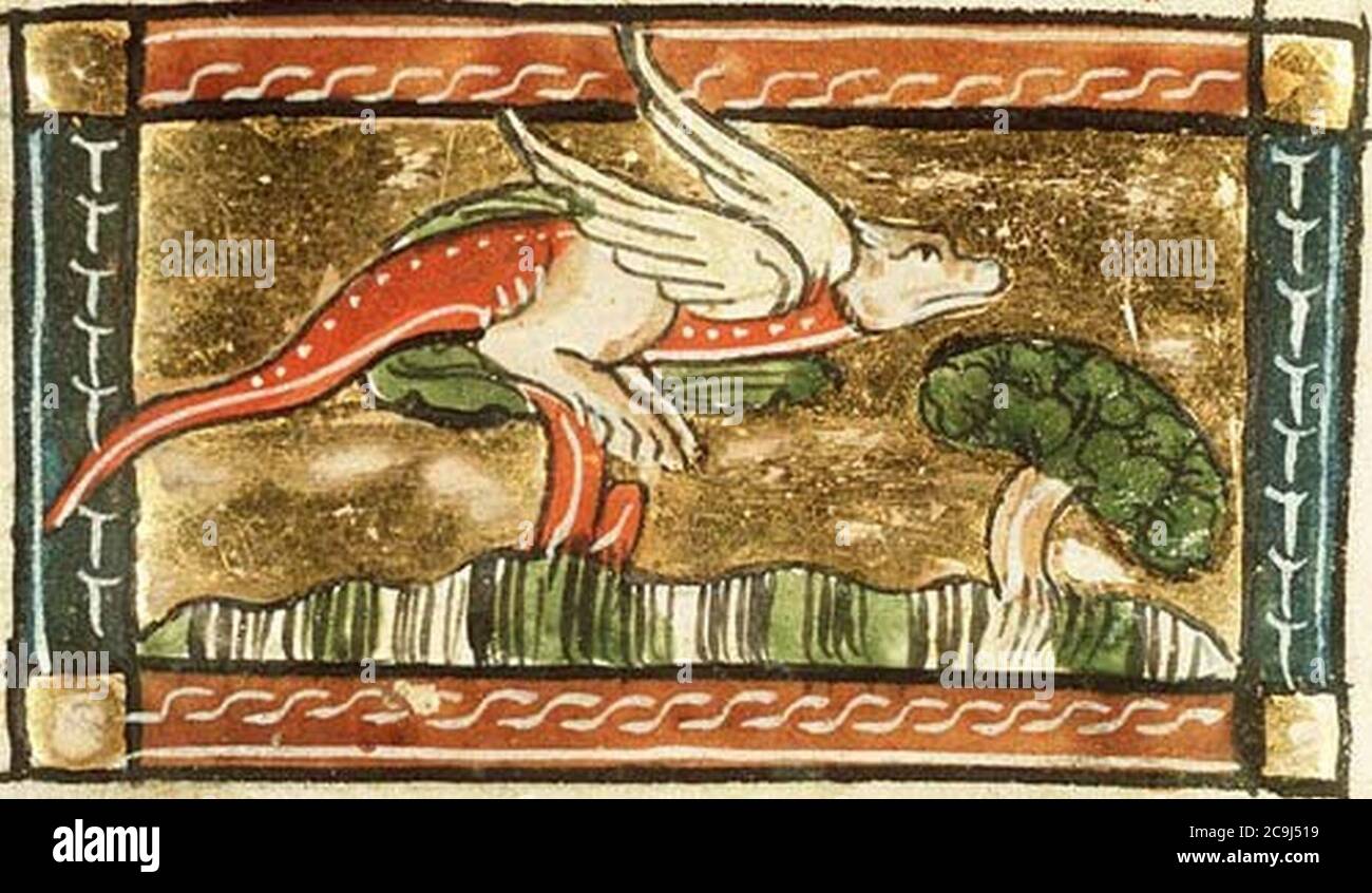 Jaculus not snake hi-res stock photography and images - Alamy