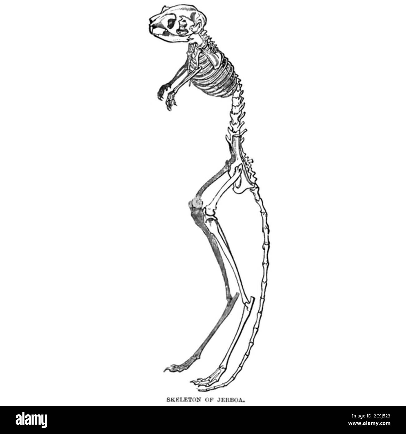 Jaculus Black and White Stock Photos & Images - Alamy