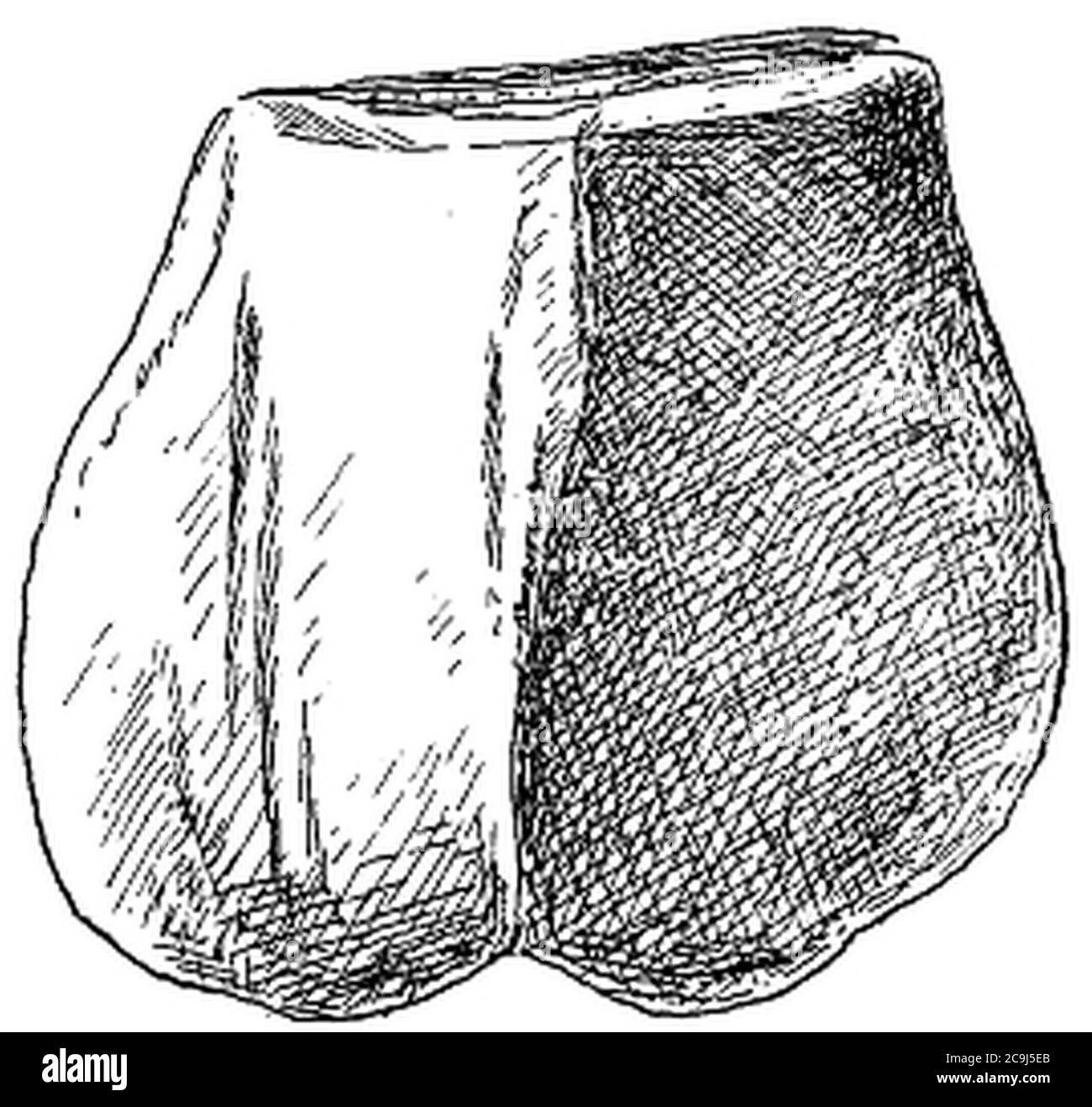 Jaekel Jaekelopterus rhenaniae Fig. 2 Stock Photo - Alamy