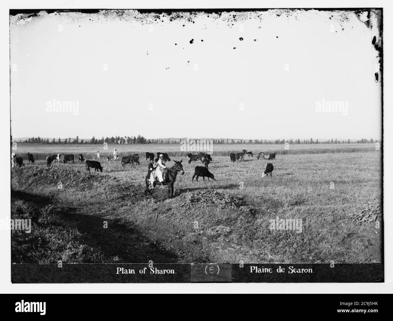 Plain of sharon hi-res stock photography and images - Alamy