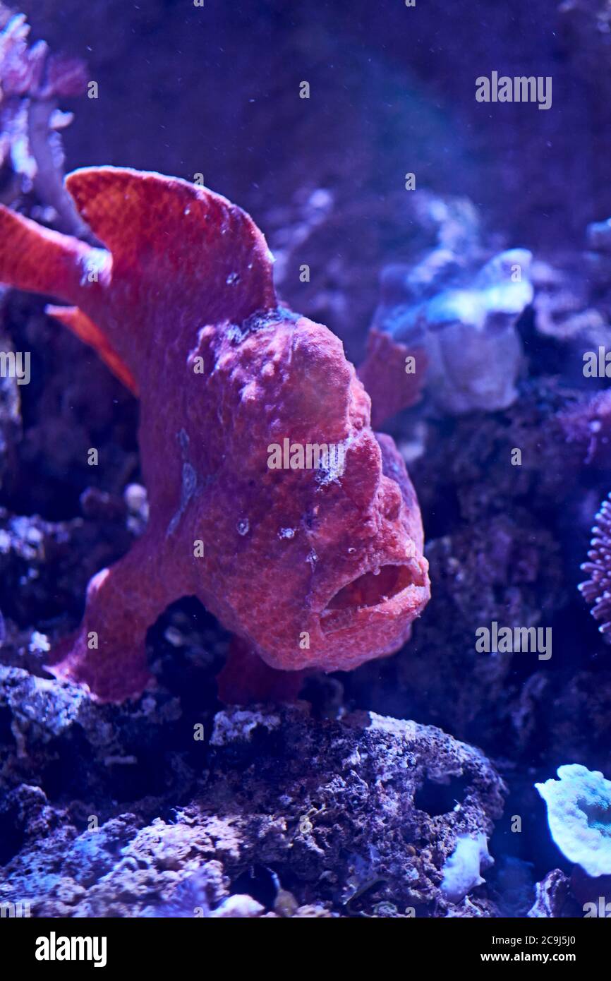 Coralline Algae On Sand