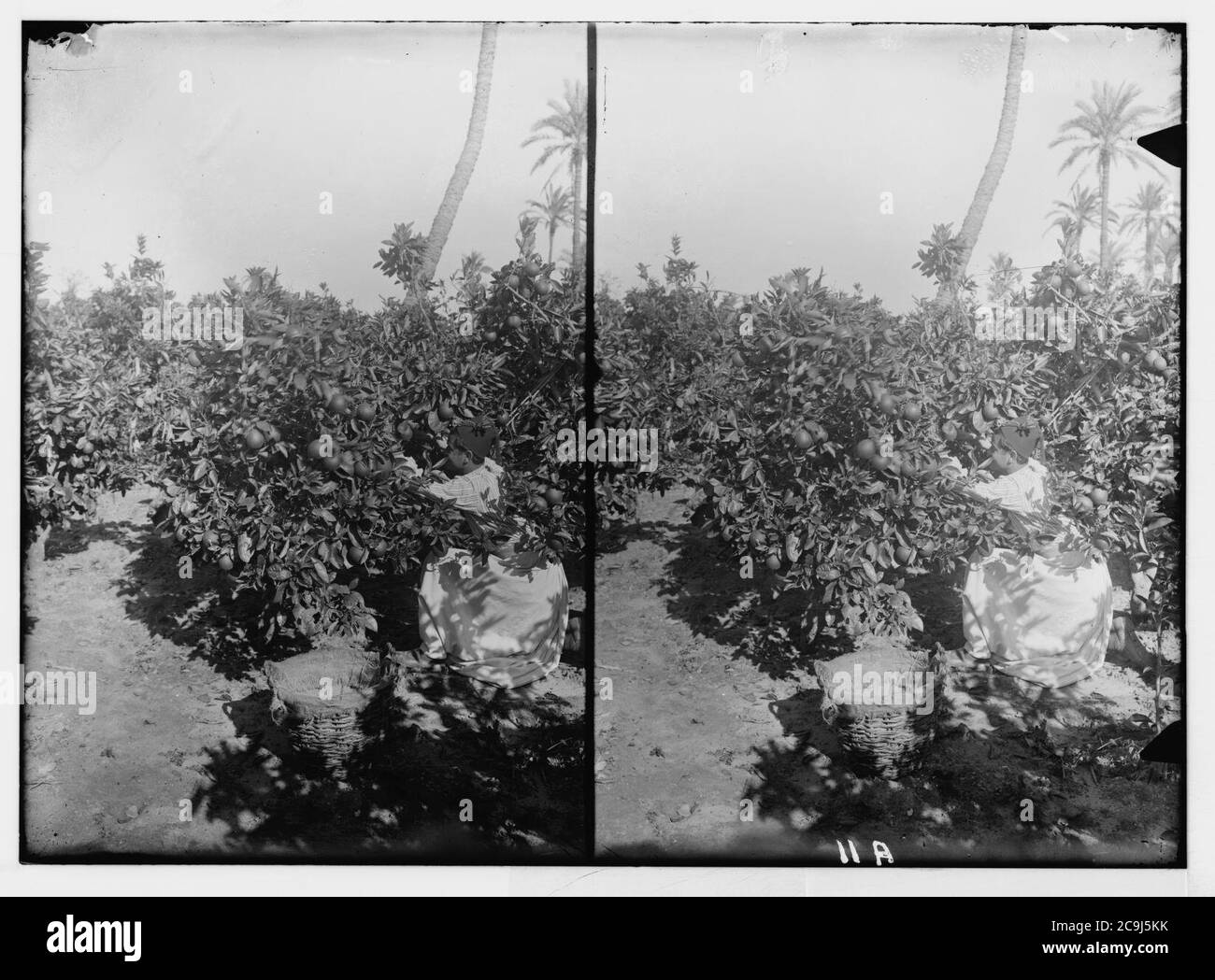 Jaffa oranges hi-res stock photography and images - Alamy