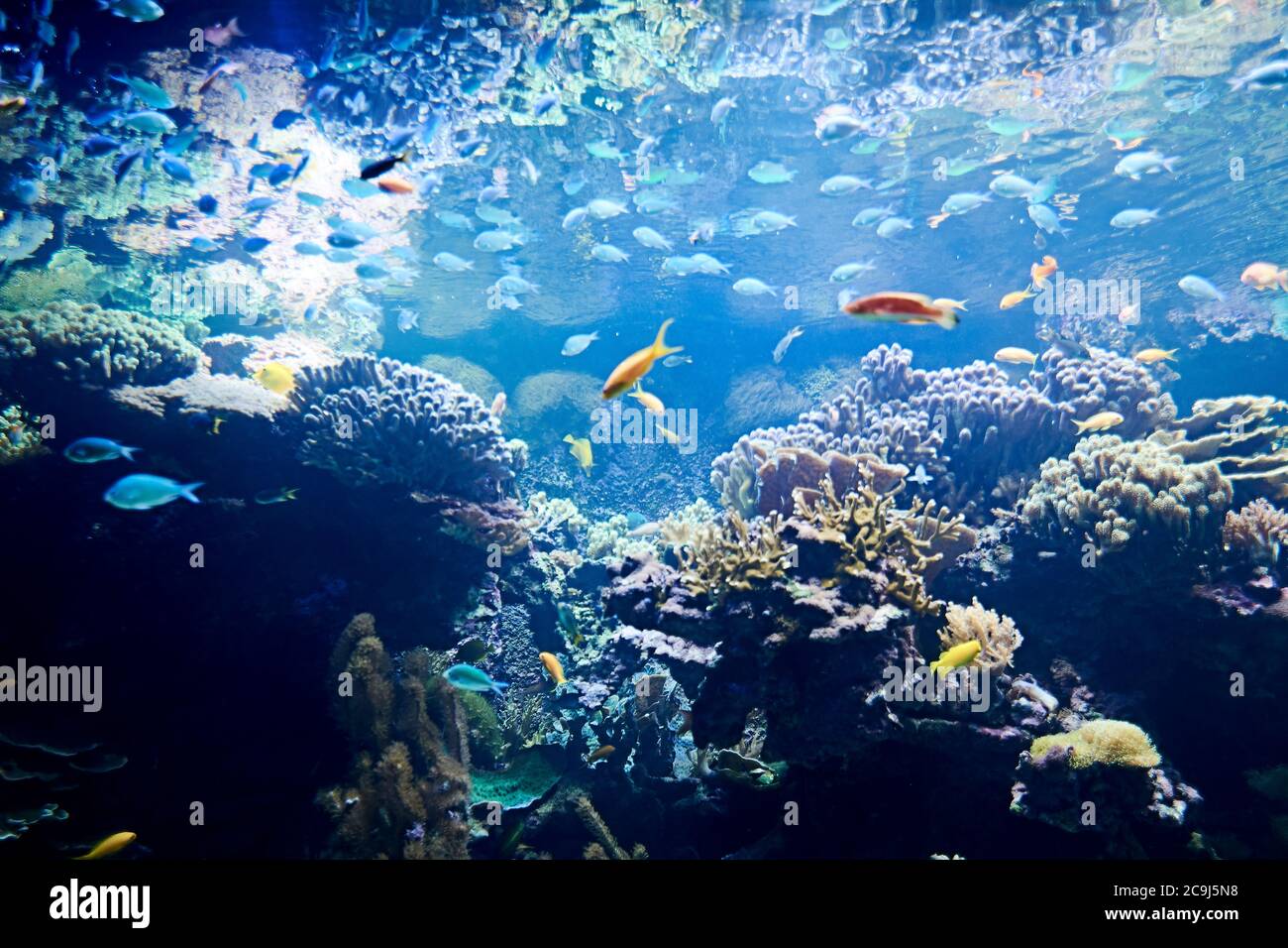 Luminous marine hi-res stock photography and images - Alamy