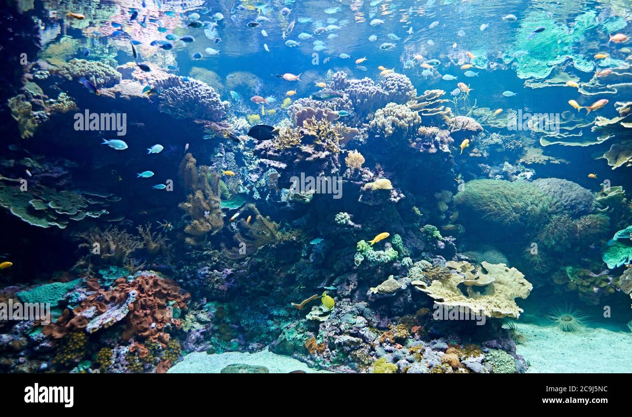 Brightly colored fish in the vast ocean ,multicolored, luminous, life ...