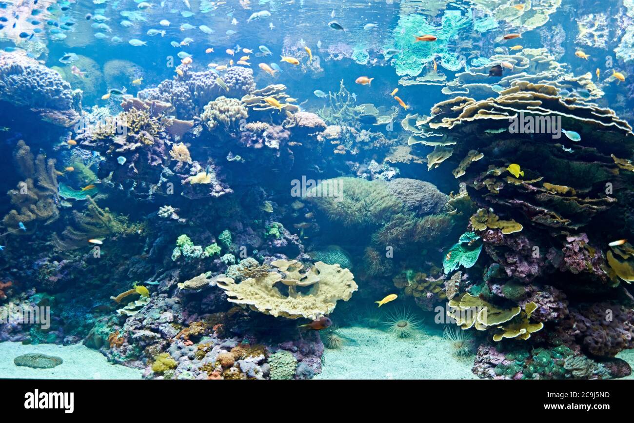 Marine algae great barrier reef hi-res stock photography and images - Alamy