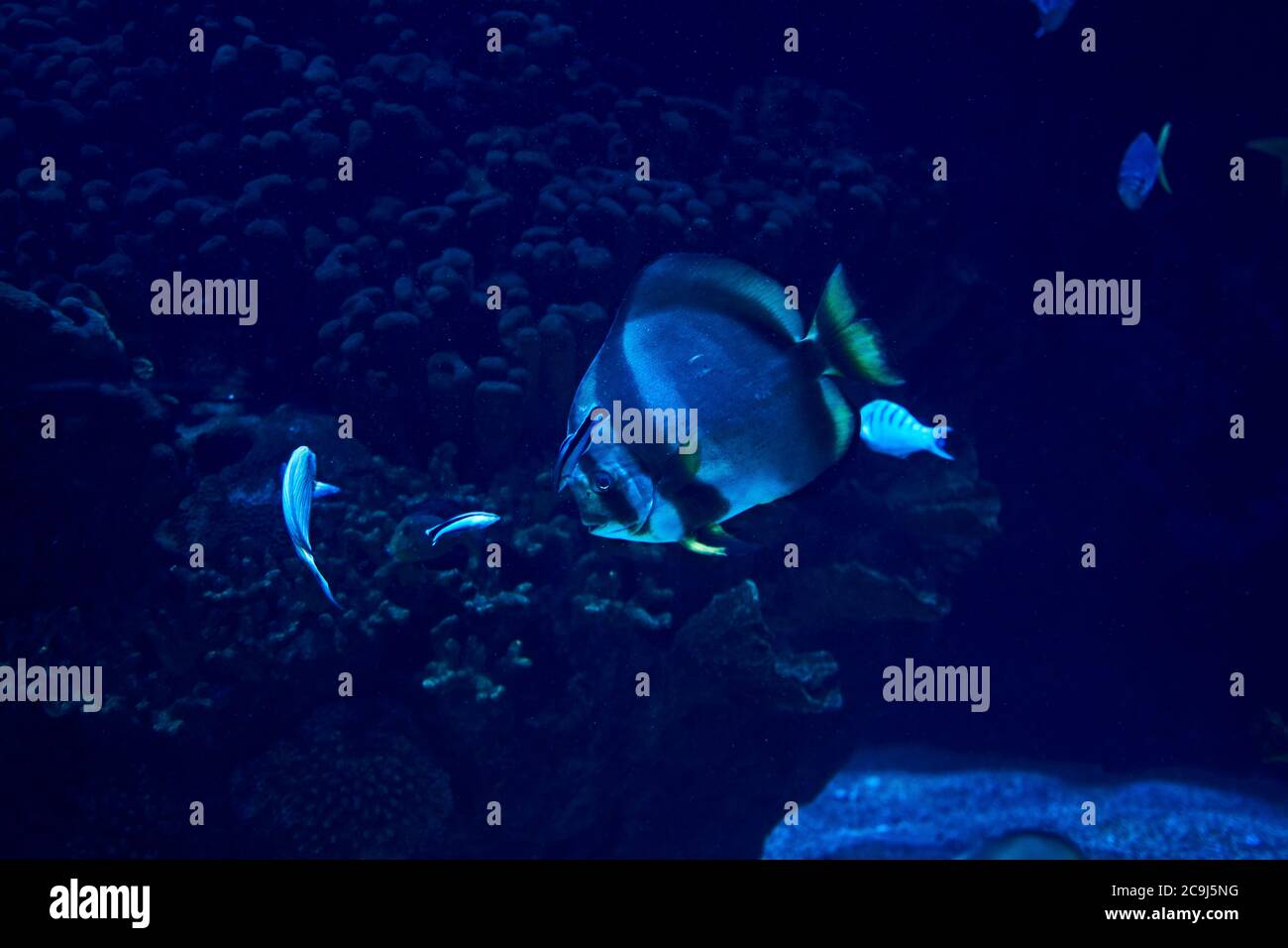 Golden fin fish swimming in the sea, rock, illuminated, blue Stock ...