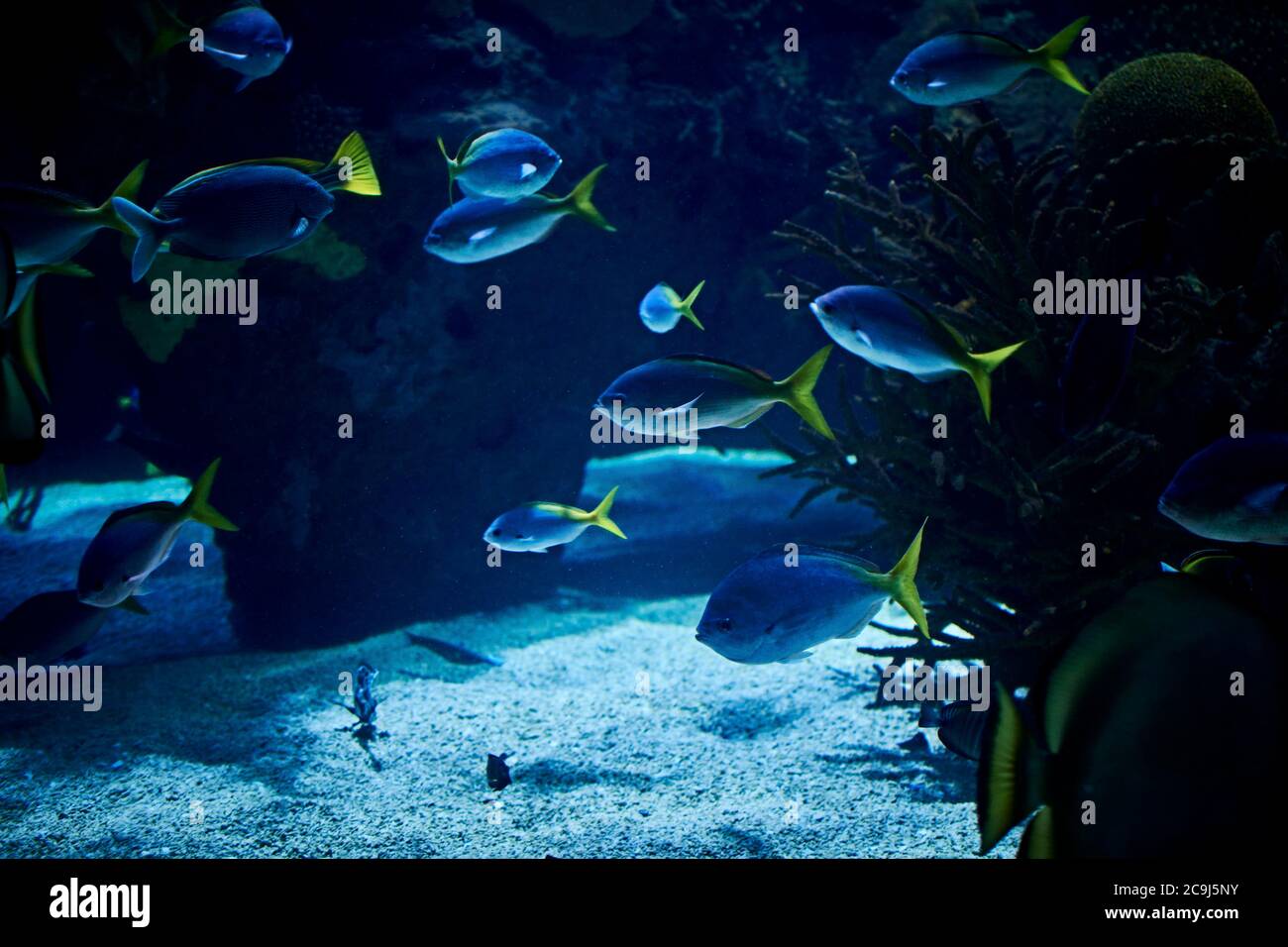 Brightly colored fish in the vast ocean ,multicolored, luminous, life ...