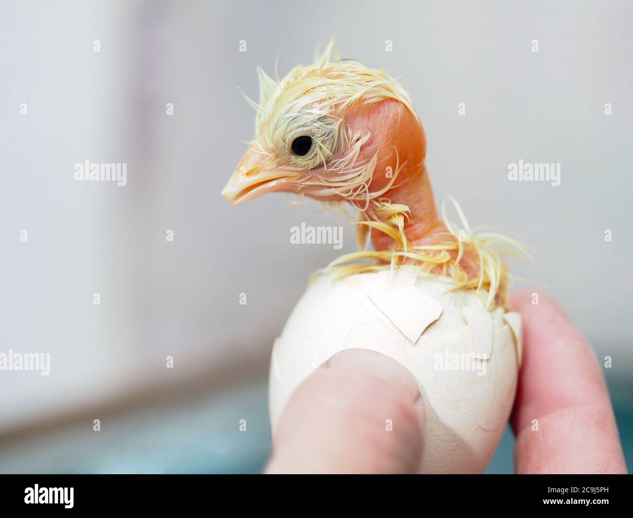 Newborn Baby Chicken Baby Chick Care – Flockjourney