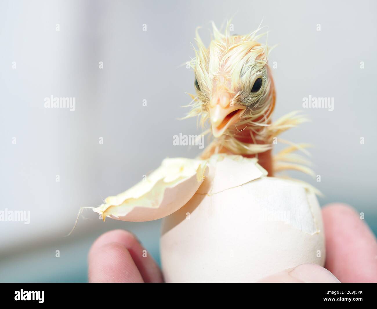 A newborn chick was born from an egg Stock Photo - Alamy