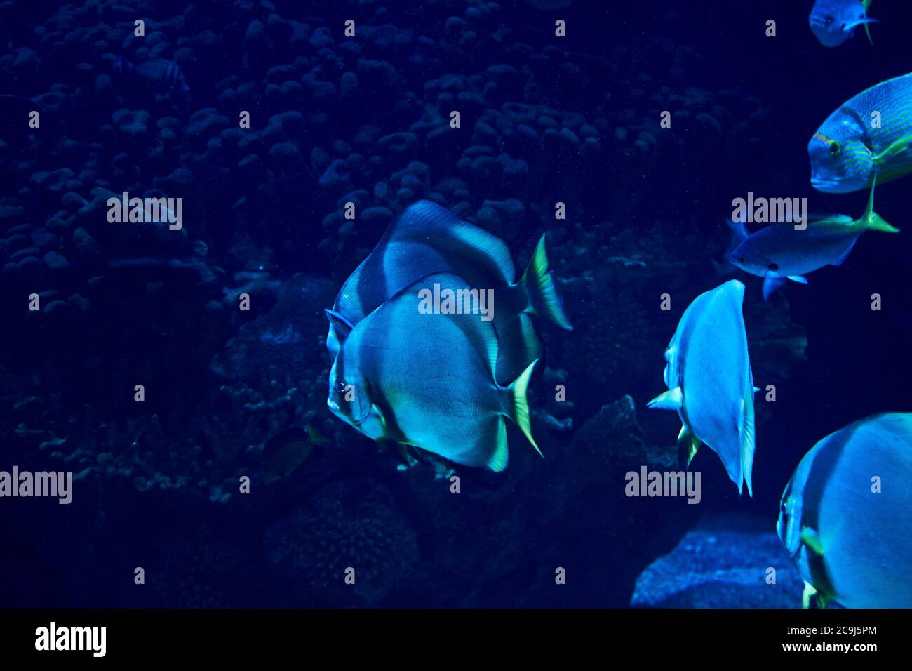 Golden fin fish swimming in the sea, rock, illuminated, blue Stock ...