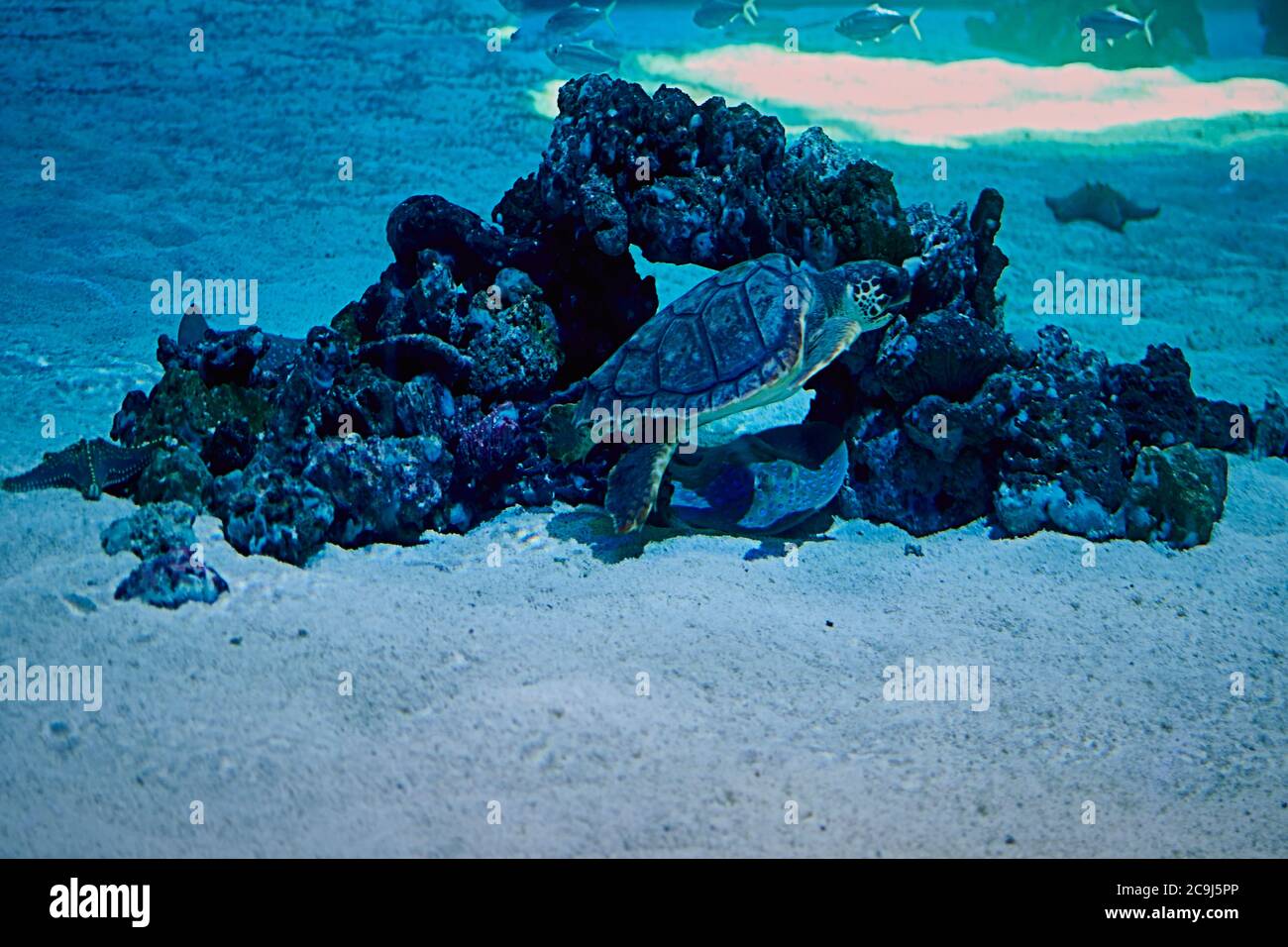 Turtle swimming in the ocean next to a big rock, big, bright, sand ...