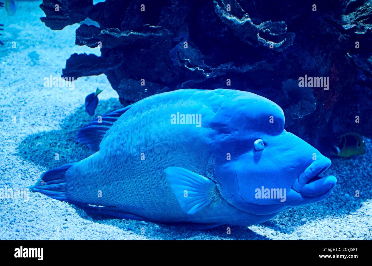 Napoleon fish hi-res stock photography and images - Alamy