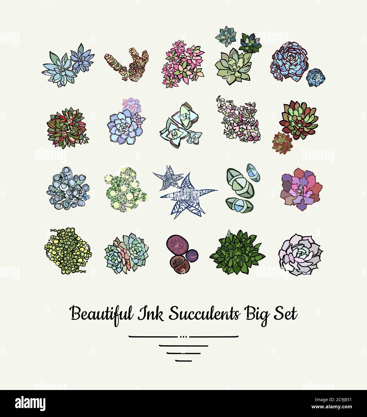 Succulents vector isolated hand drawn illustration set. Modern ink ...