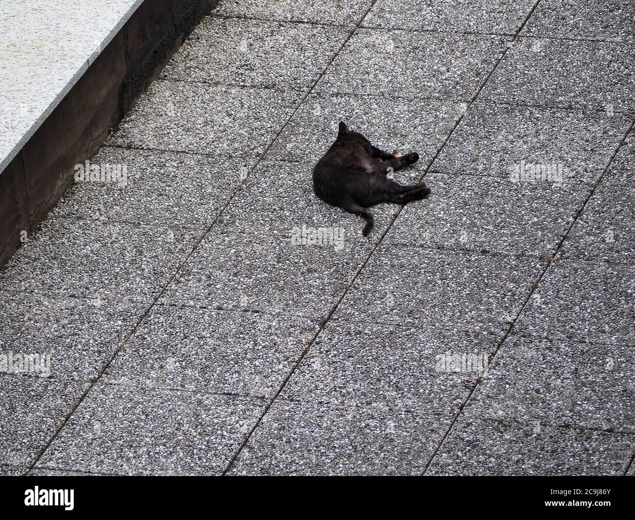 black cat on grey tiled concrete floor background with copy space Stock ...