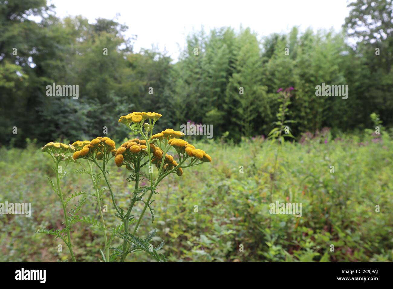 Yellow flowers, blossoms of the common tansy plant against a bamboo ...