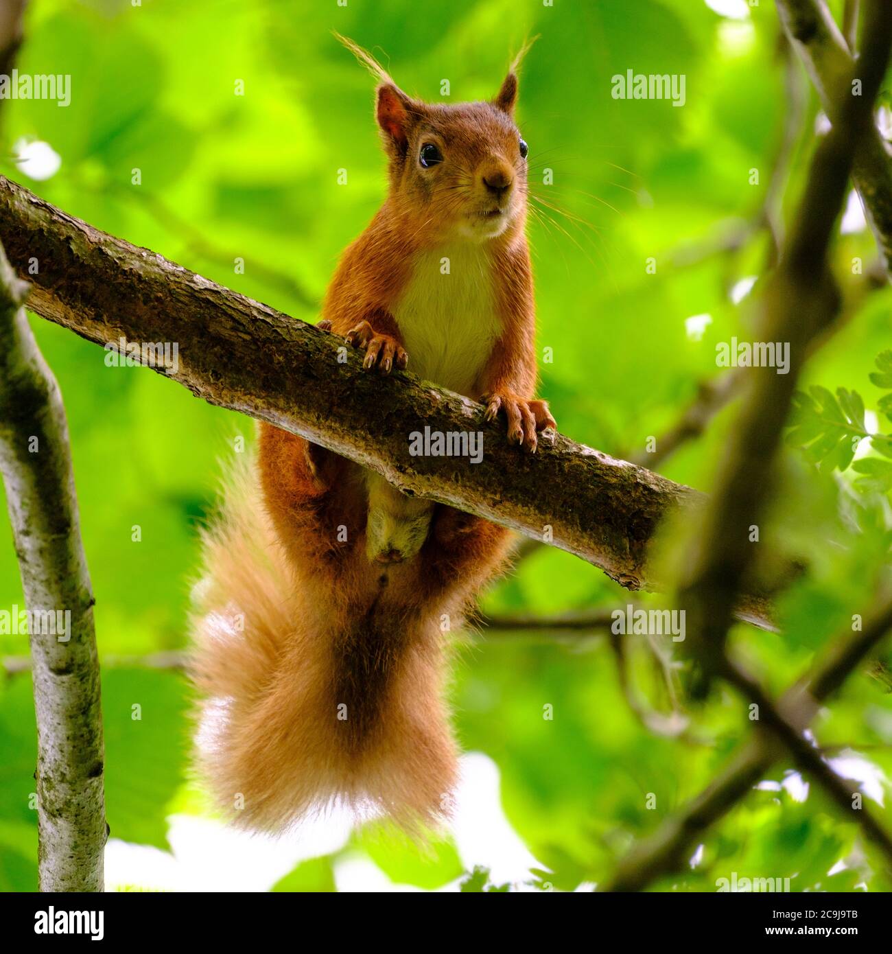 Red Squirrel (Sciurus vulgaris) in a tree (UK Stock Photo - Alamy