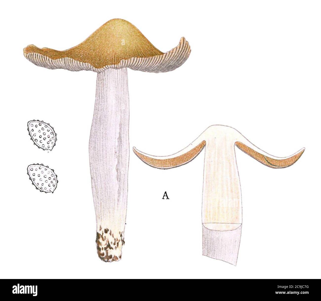 A lange Cut Out Stock Images & Pictures - Alamy