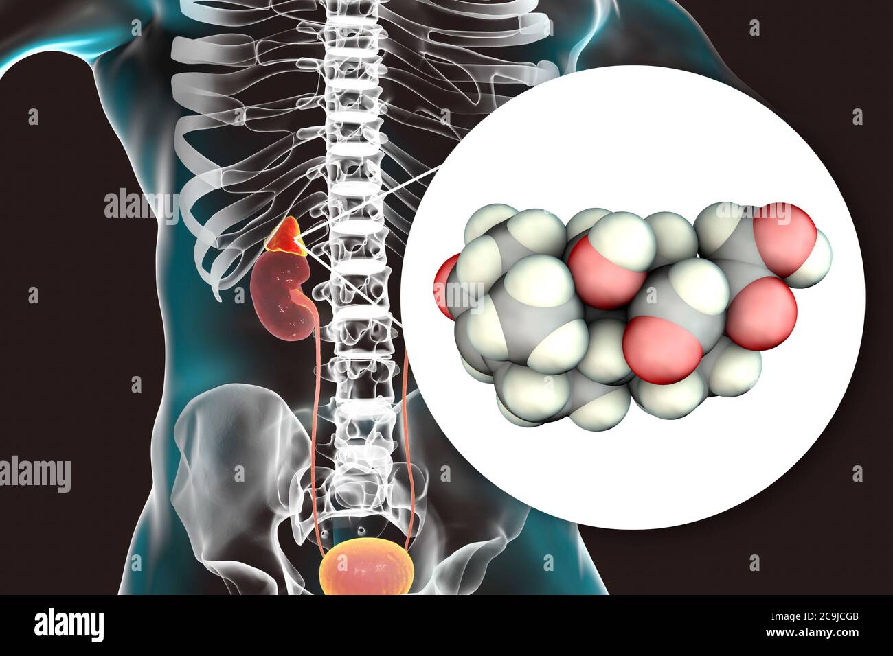 Illustration of an adrenal gland and molecular model of the steroid ...