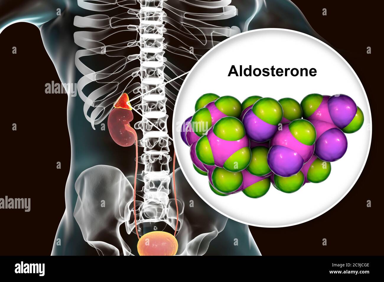 Illustration of an adrenal gland and molecular model of the steroid ...