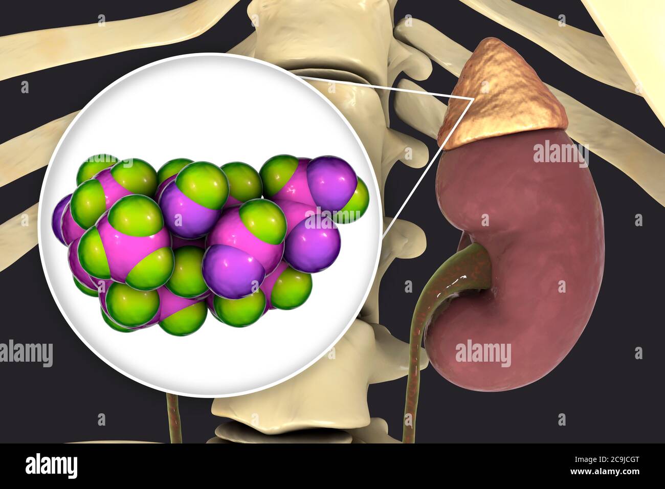 Illustration of an adrenal gland and molecular model of the steroid ...