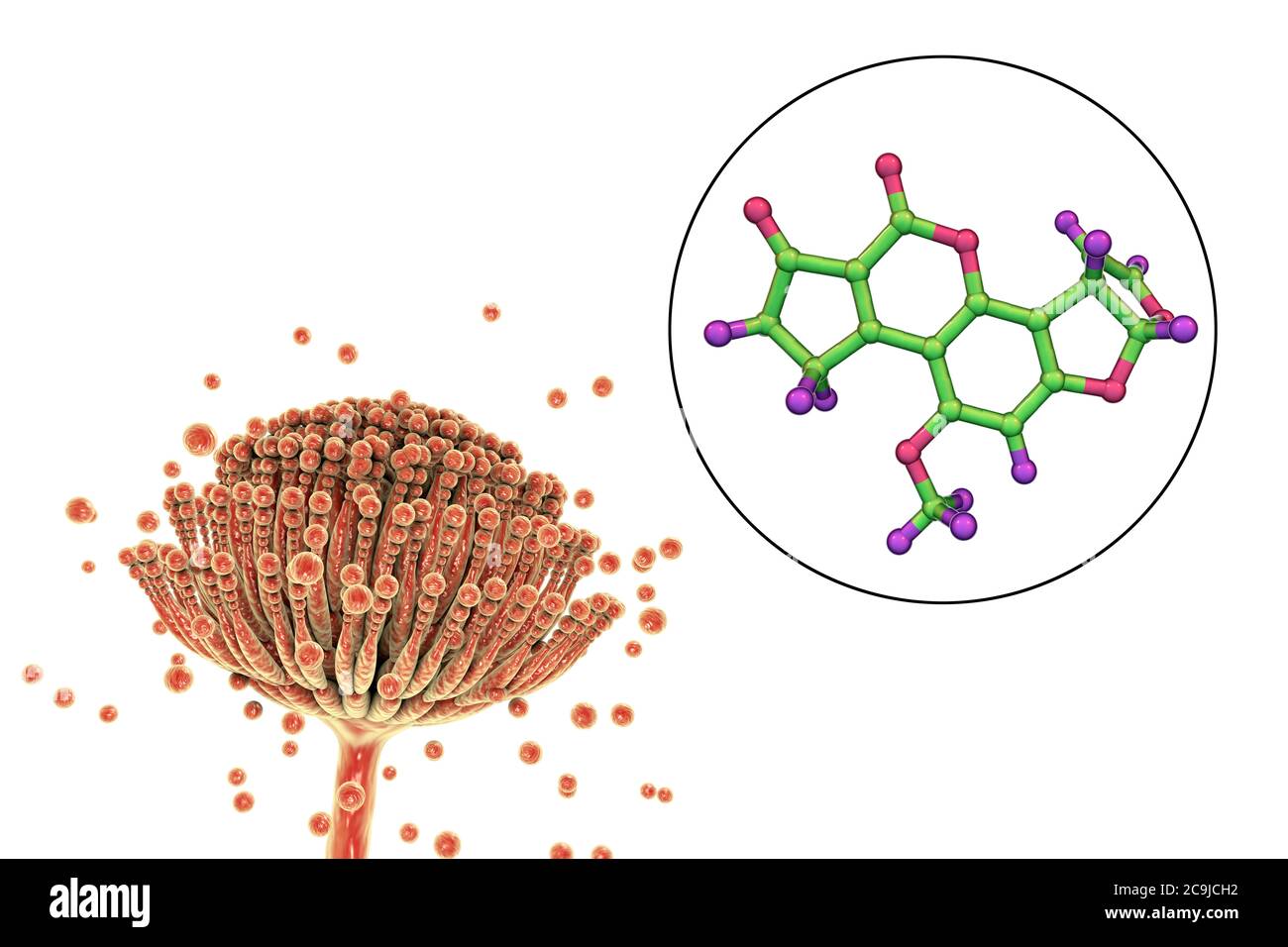 Aspergillus Flavus High Resolution Stock Photography and Images - Alamy