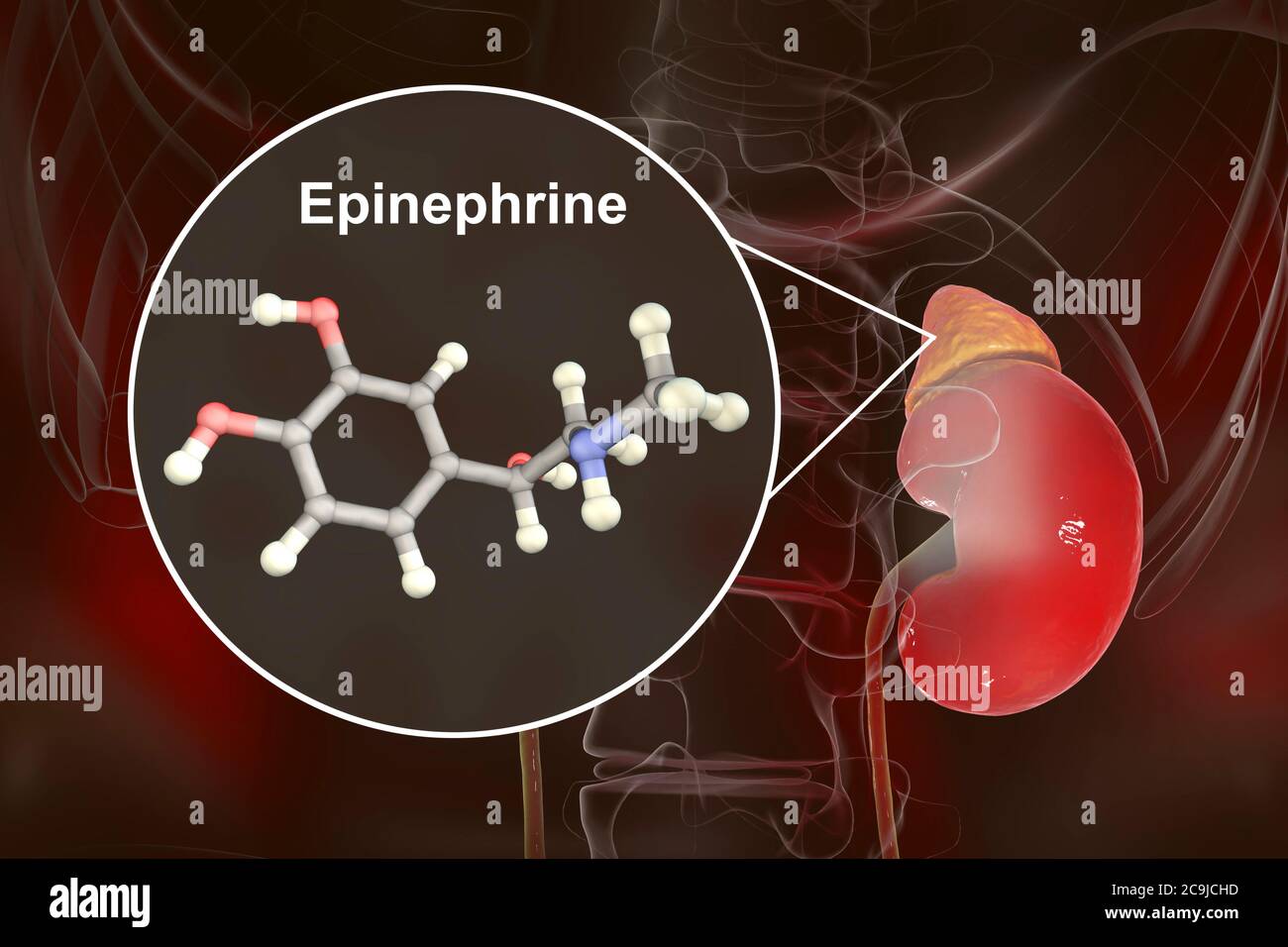 Illustration of an adrenal gland and molecular model of adrenaline ...