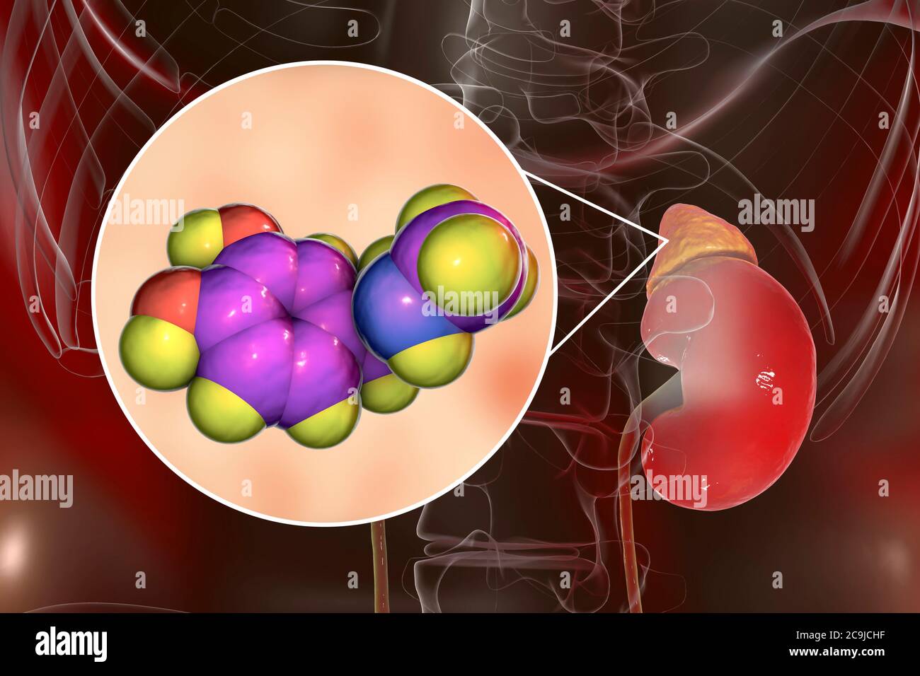 Illustration of an adrenal gland and molecular model of adrenaline ...