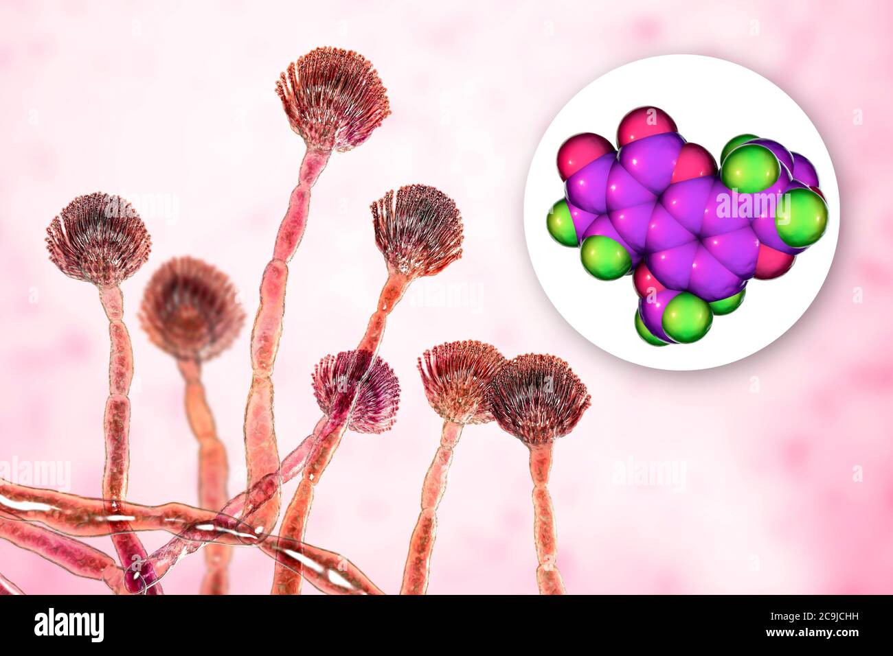 Aflatoxin B1, molecular model of mycotoxin and close-up view of ...