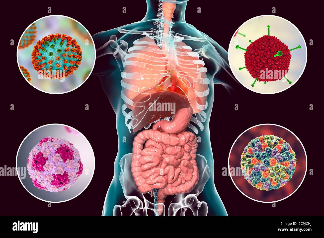 Human pathogenic viruses causing respiratory and enteric infections ...