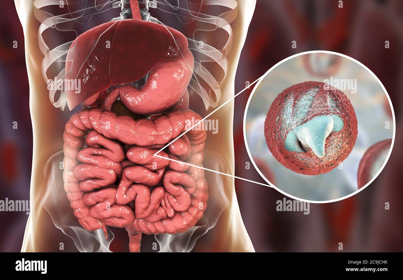 Cryptosporidium parvum parasites, the cause of cryptosporidiosis ...