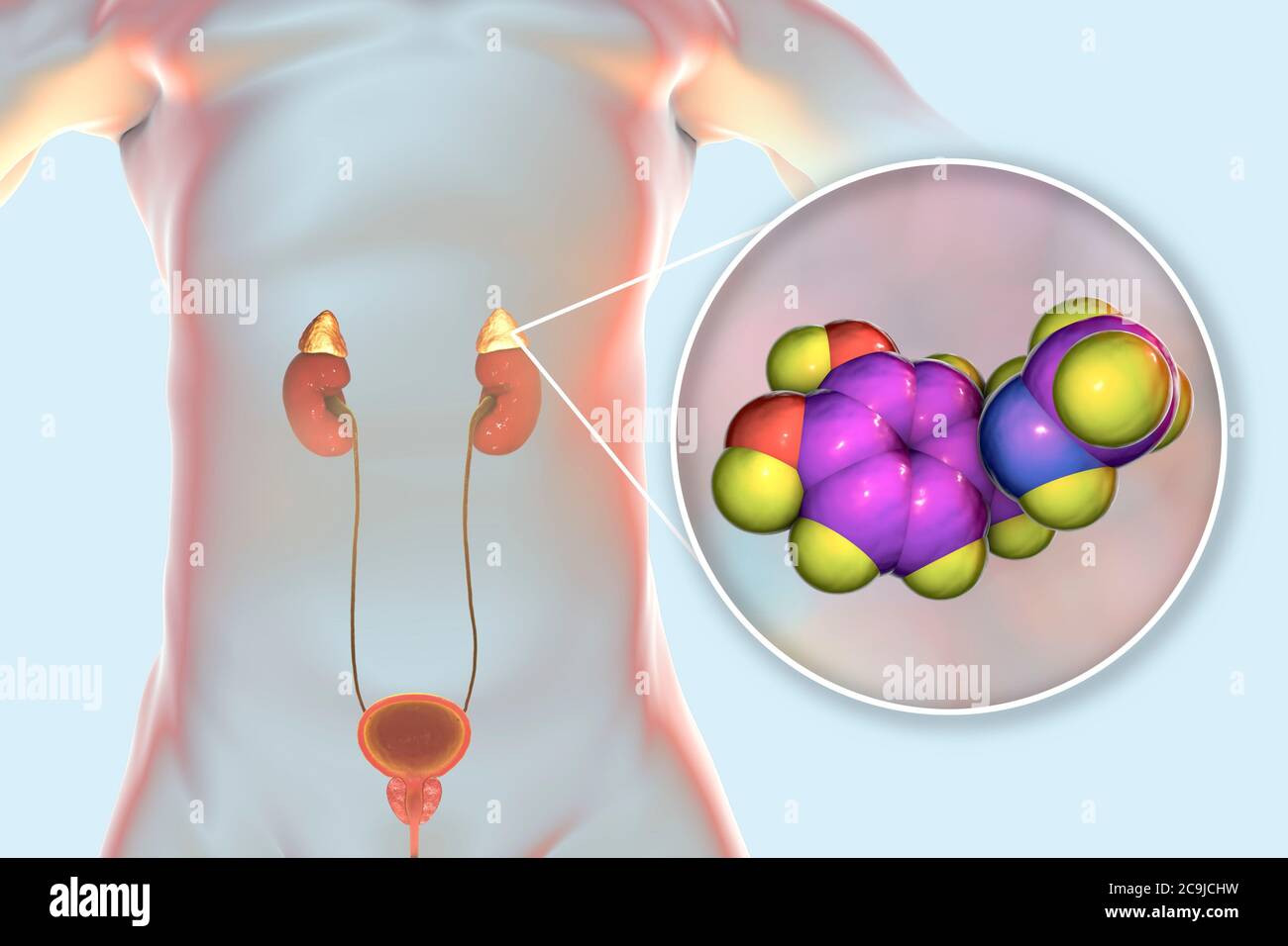 Illustration of the adrenal glands and molecular model of adrenaline ...