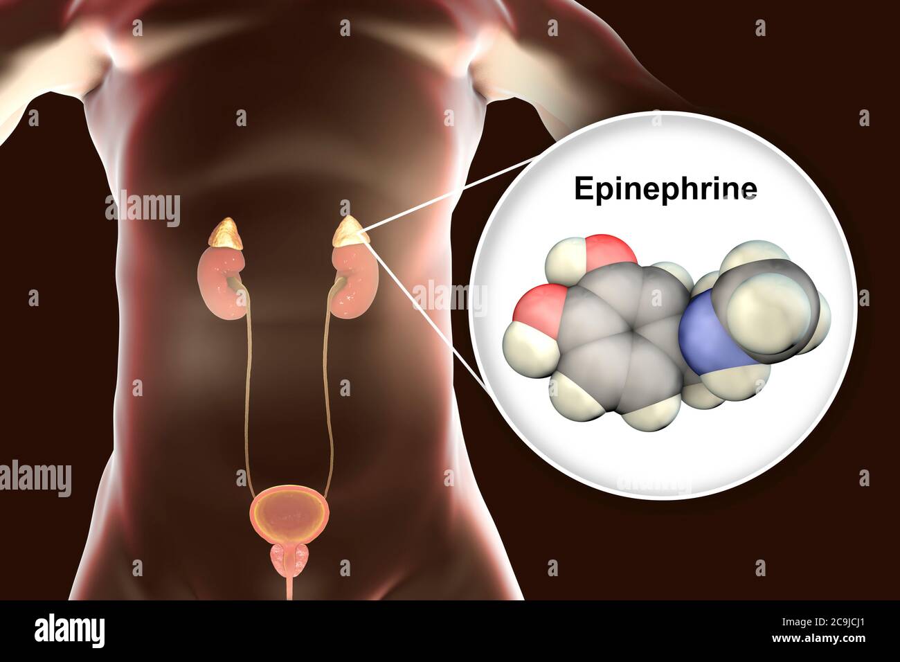 Illustration of the adrenal glands and molecular model of adrenaline ...
